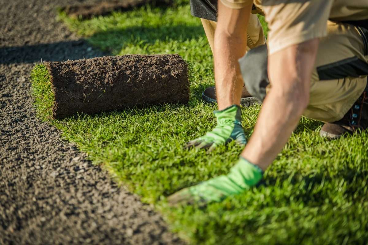 home - Ozzy Trees & Trailers